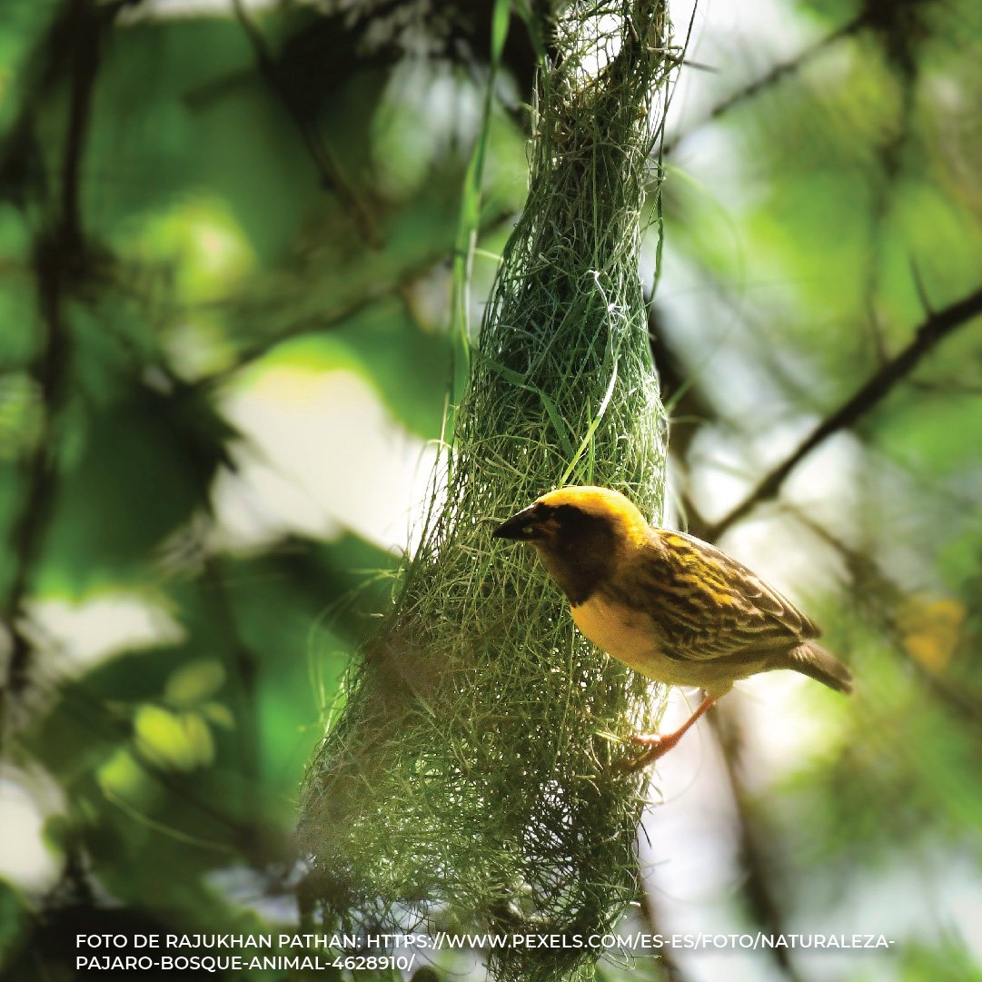 El cortejo en las aves | MUSAVE - Museo de las Aves de México